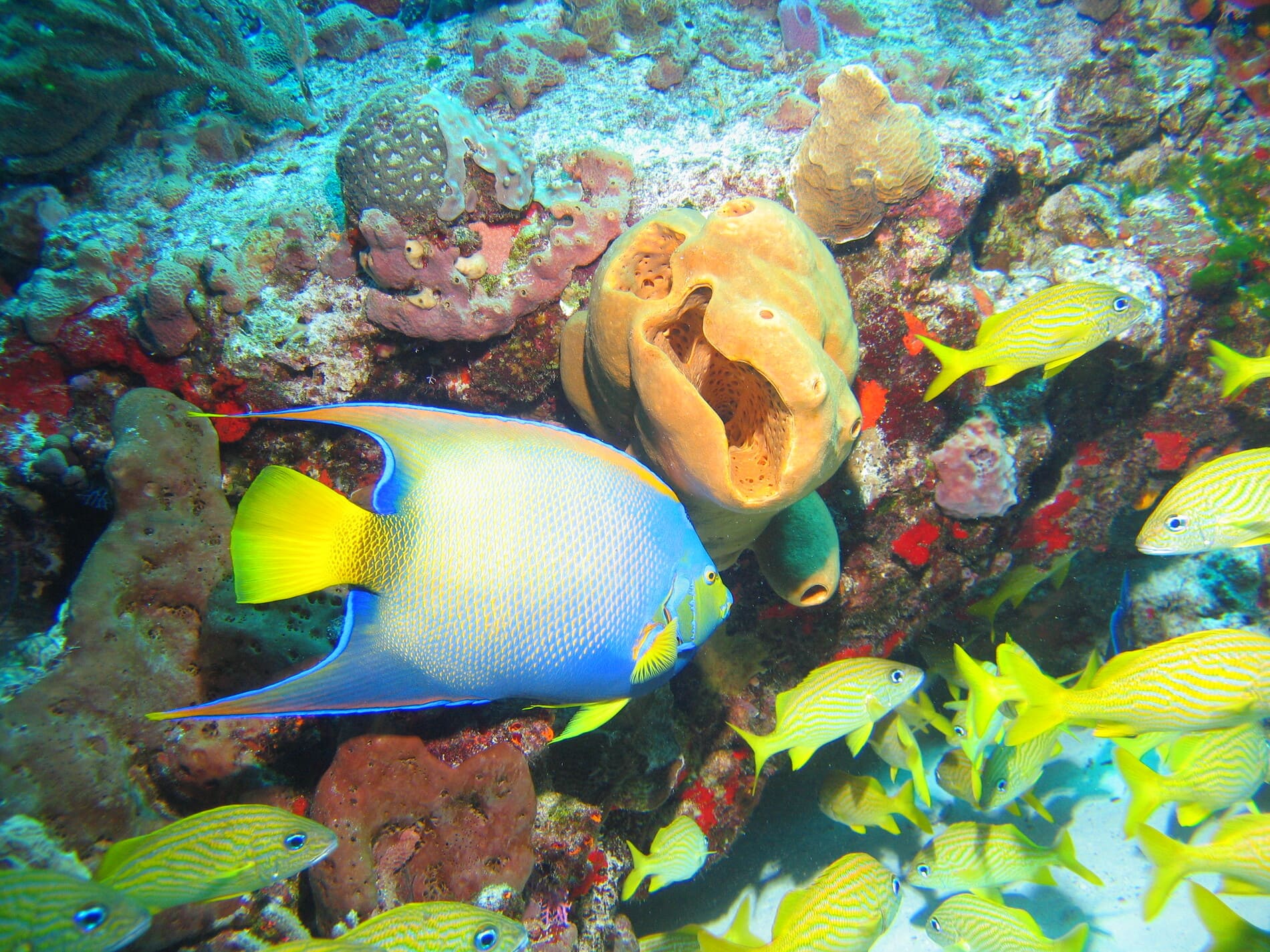 Palancar Bricks – Dive and Bed