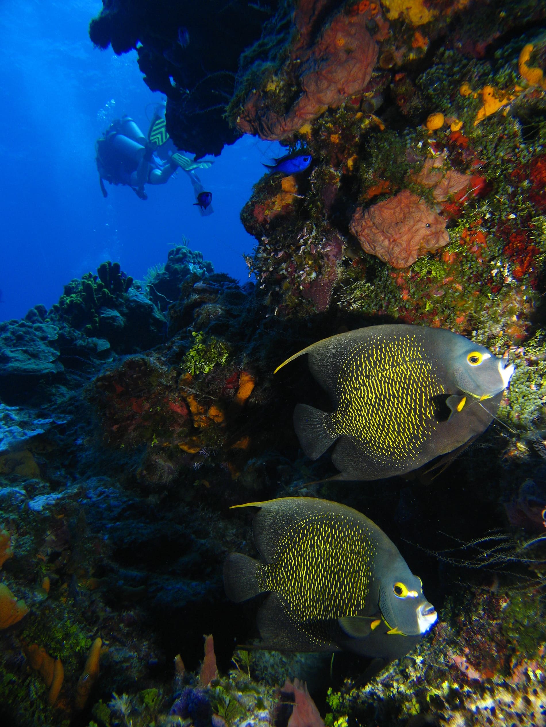 Palancar Bricks – Dive and Bed